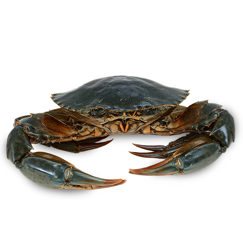 Crabshack Mud Crab – Crab Shack